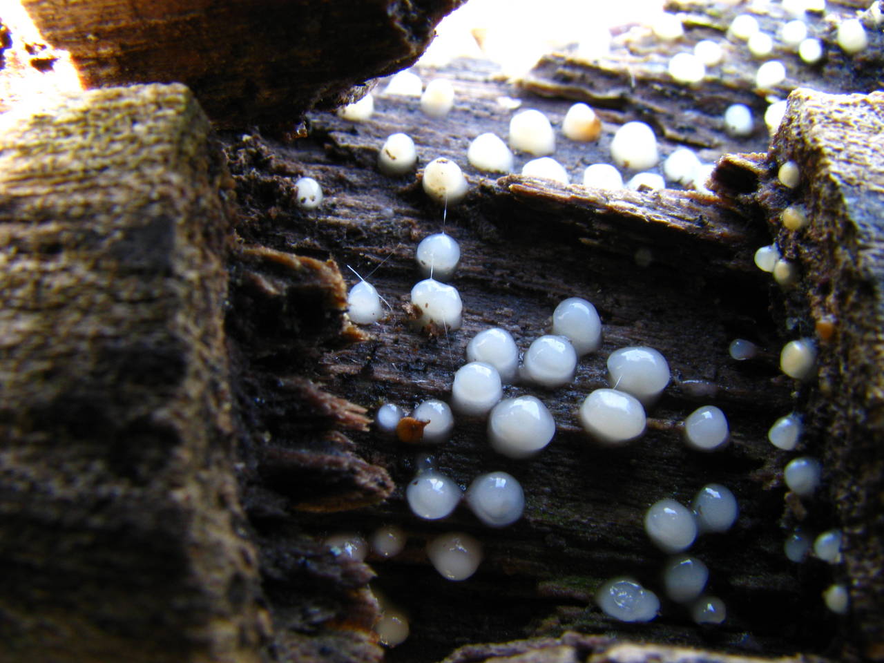 Cute little springtail, munching on a slime mold? : r/Slimemolds
