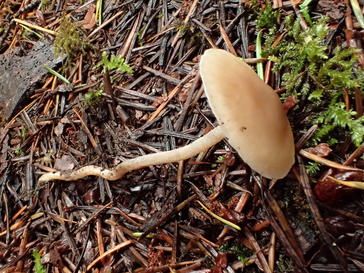 MyCoPortal Detailed Collection Record Information