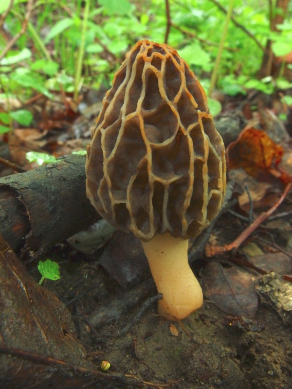 MyCoPortal Detailed Collection Record Information