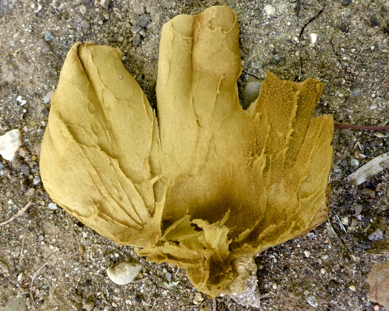 MyCoPortal Detailed Collection Record Information