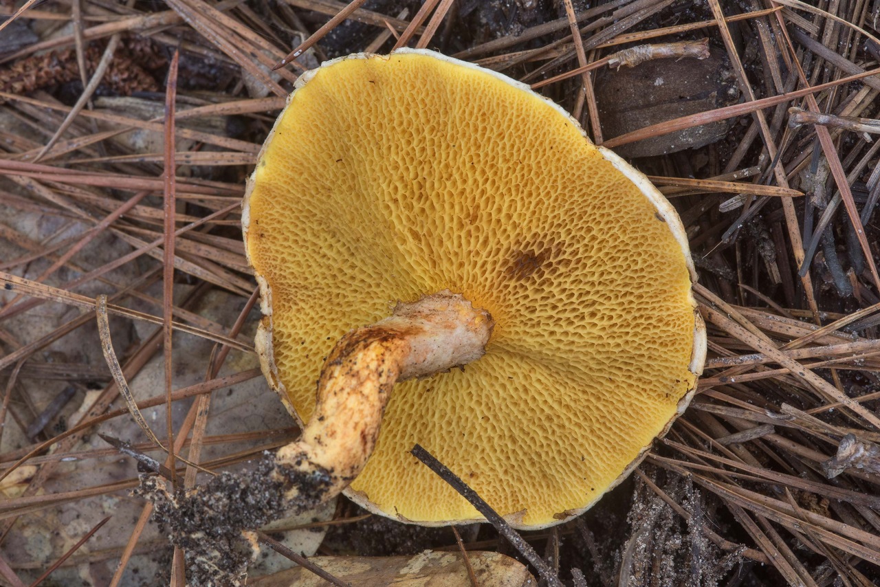 Mycology Collections Portal - Occurrence Profile