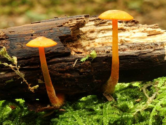 Orange Mycena (LEAP Fungi) · iNaturalist