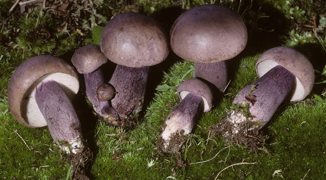 Violet Gray Bolete (Fungi and Lichens of Mississippi) · iNaturalist