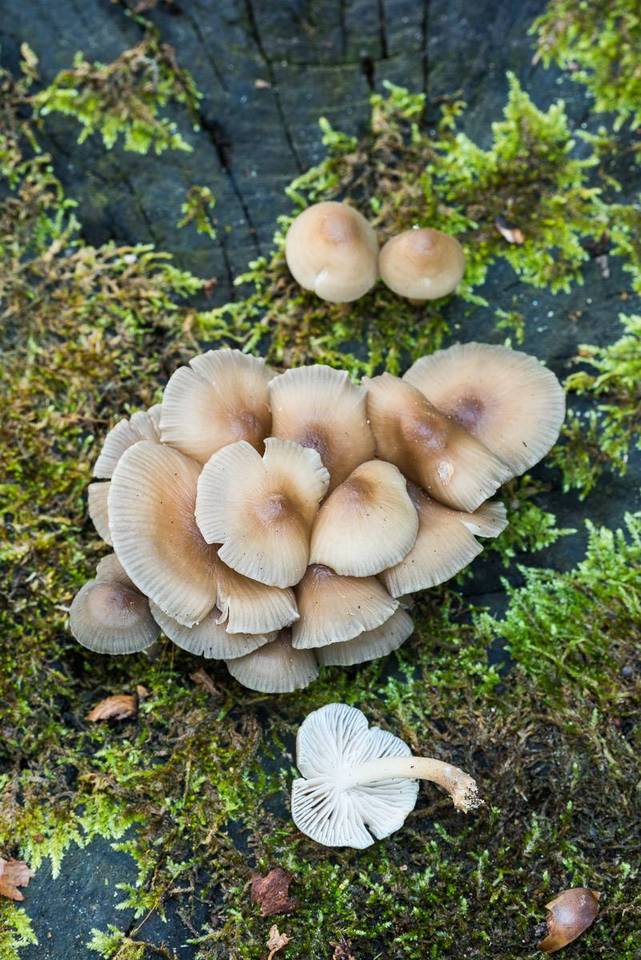 MyCoPortal Detailed Collection Record Information