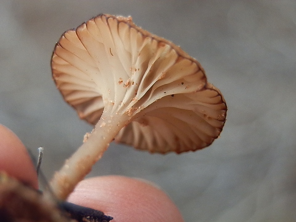 MyCoPortal Detailed Collection Record Information