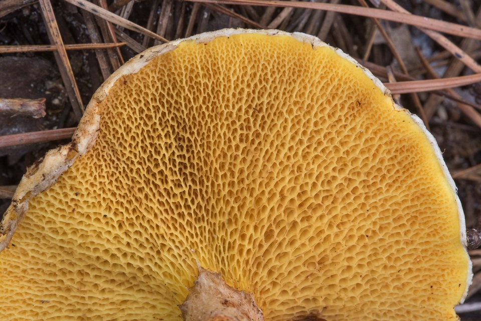 Mycology Collections Portal - Occurrence Profile