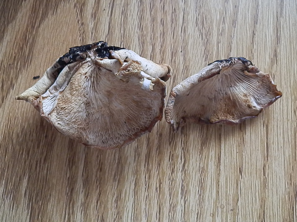 MyCoPortal Detailed Collection Record Information
